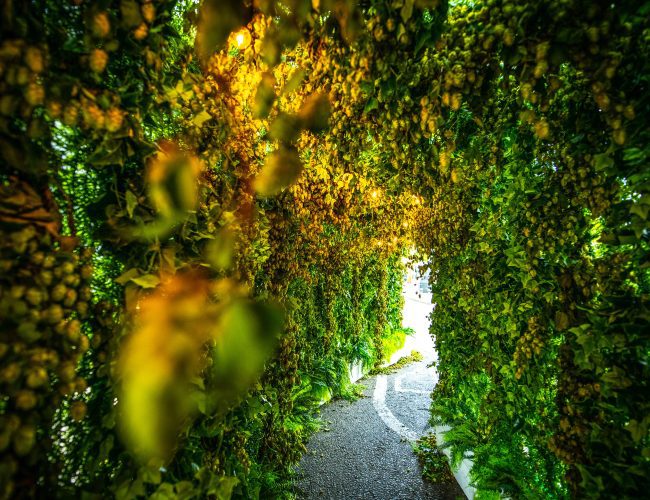 Foliage Tunnel - Eventologists