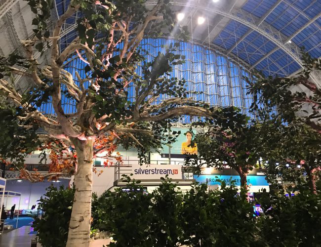 Ficus Tree - Eventologists