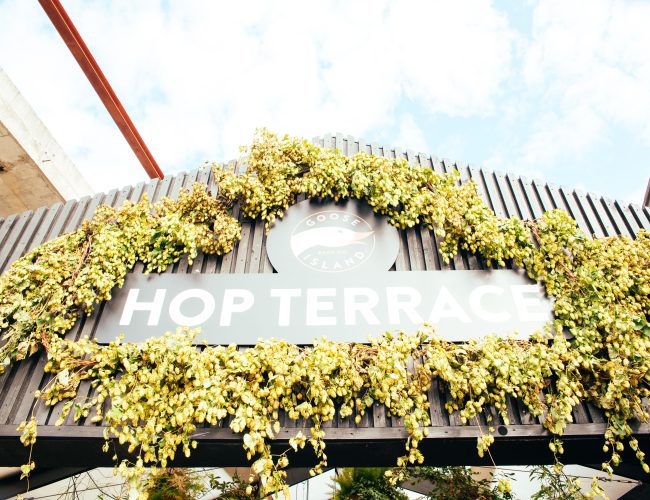 Foliage Ceiling Decor - Eventologists